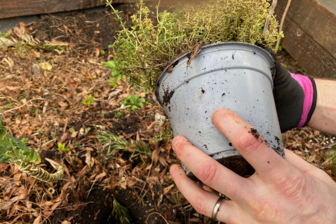 6 Perennial Planting Mistakes to Steer Clear of This Spring