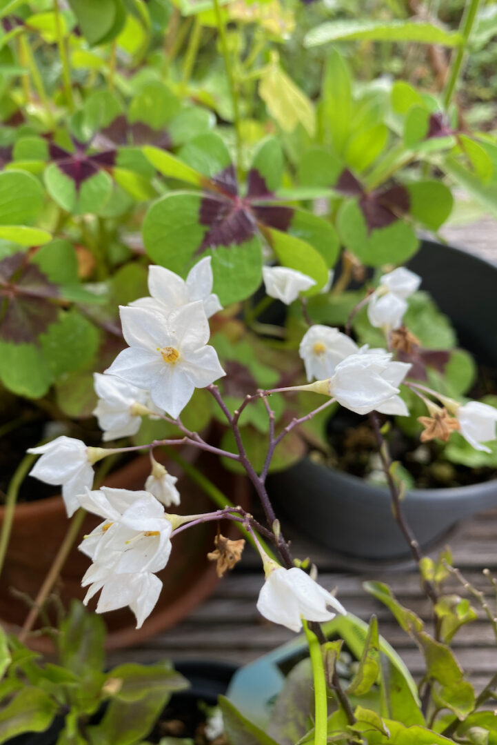 6 Perennial Planting Mistakes to Steer Clear of This Spring