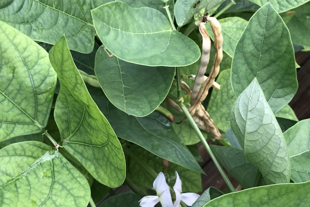 The Myth Behind Using Beans to Fix Nitrogen in the Soil