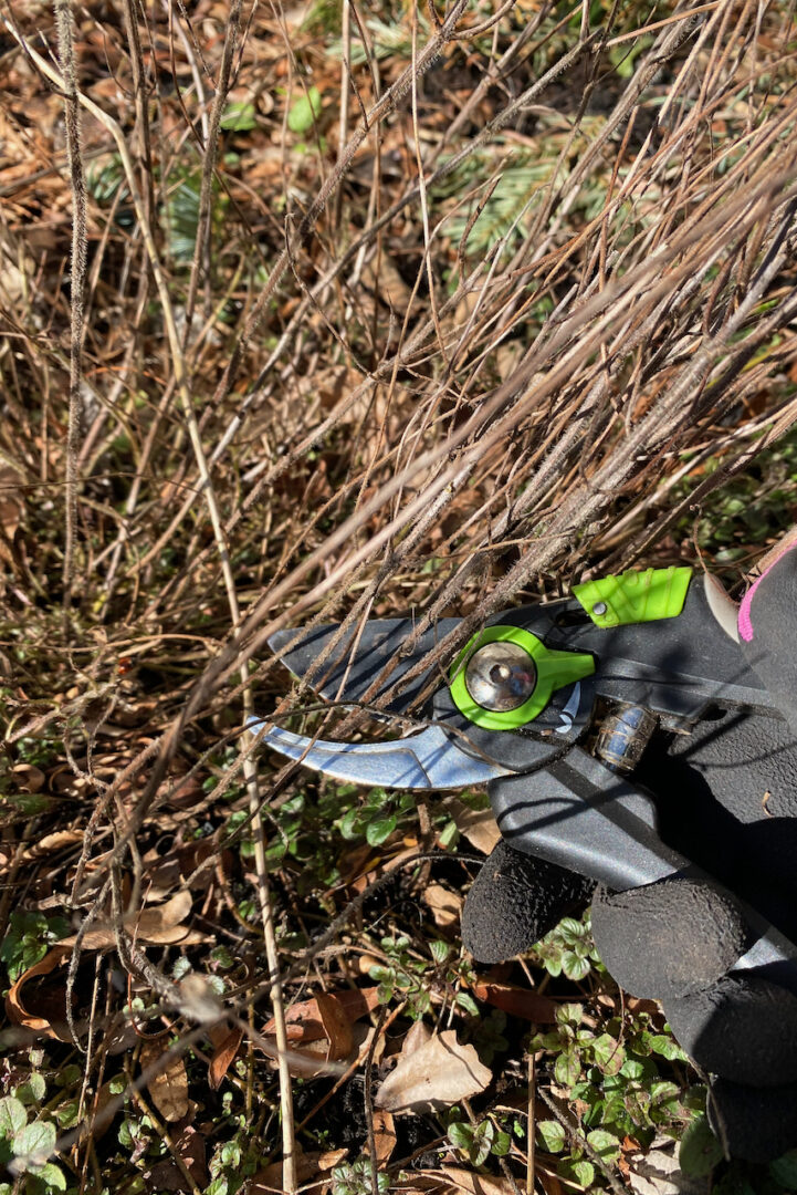 10 Perennials That Need Early Spring Pruning For Stunning Summer Blooms