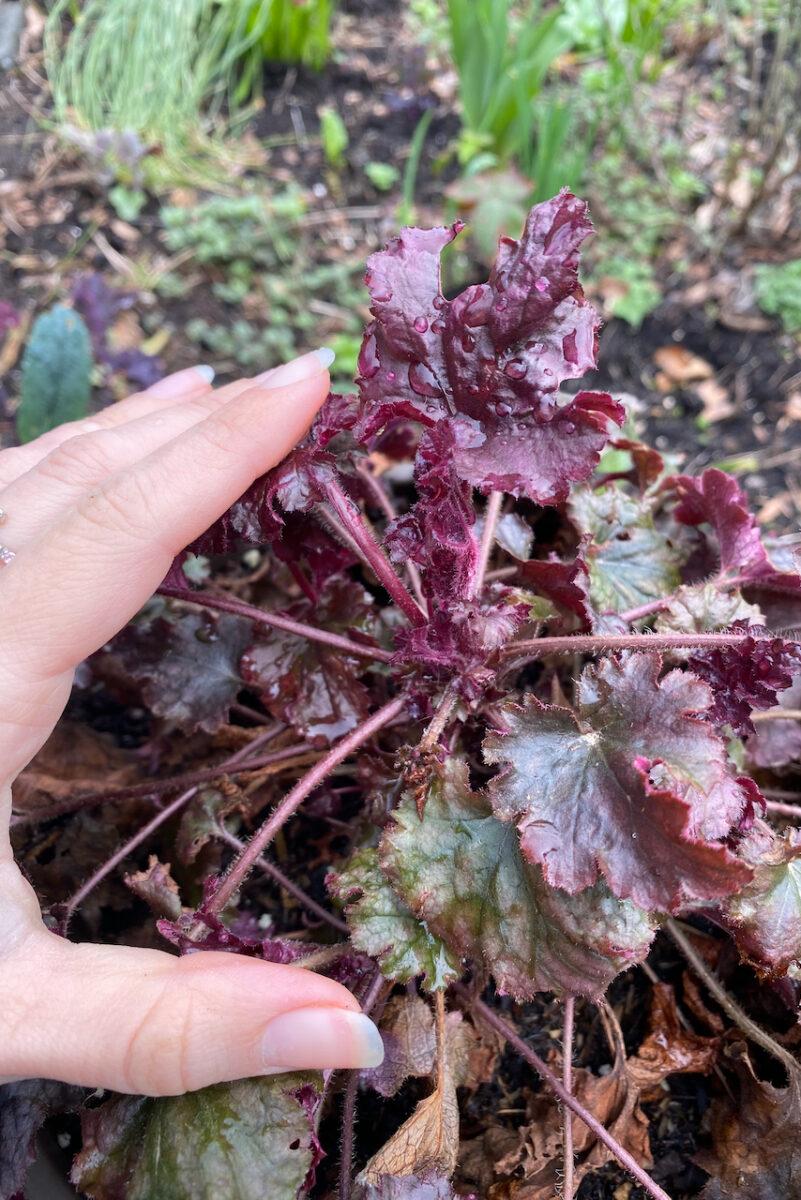 10 Perennials That Need Early Spring Pruning For Stunning Summer Blooms