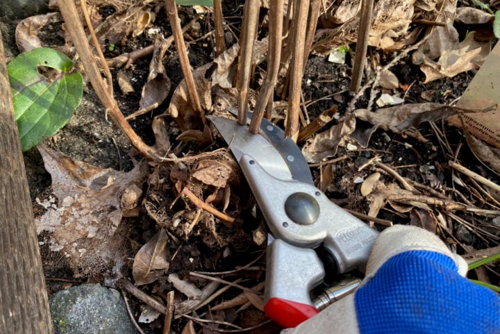 10 Perennials That Need Early Spring Pruning For Stunning Summer Blooms