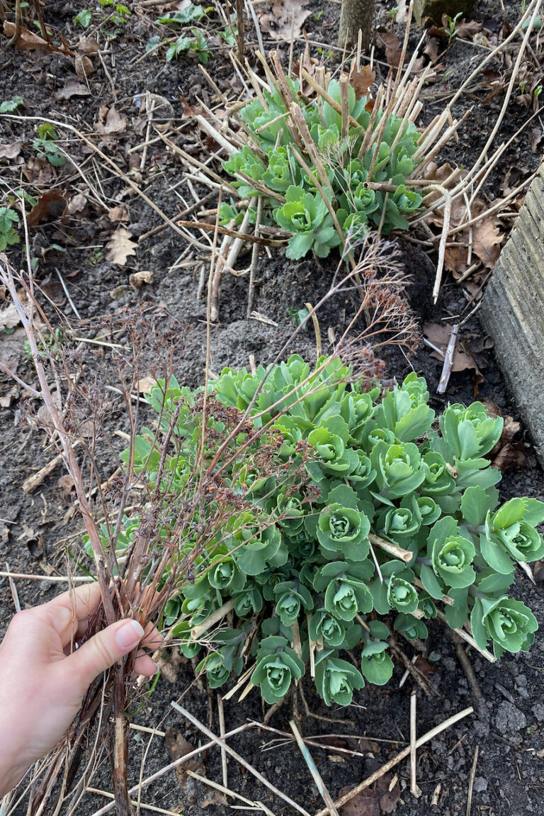 10 Perennials That Need Early Spring Pruning For Stunning Summer Blooms