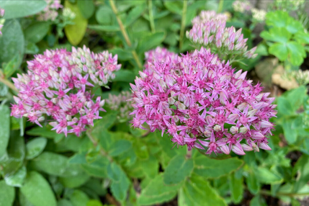10 Perennials That Need Early Spring Pruning For Stunning Summer Blooms