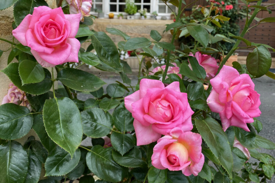 6 Spring Rose Jobs For Stunning Summer Blooms