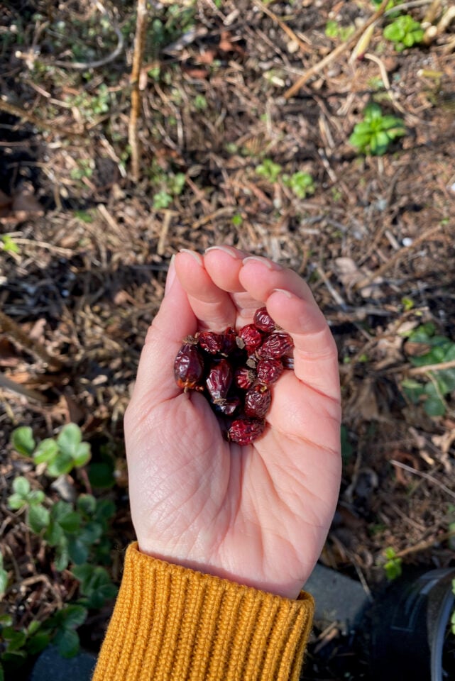 6 Spring Rose Jobs For Stunning Summer Blooms