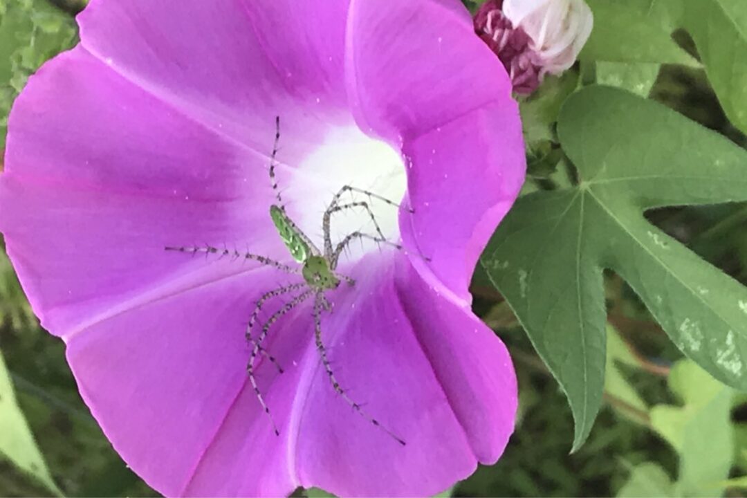 Why Gardeners Get Companion Planting Wrong & How to Get It Right