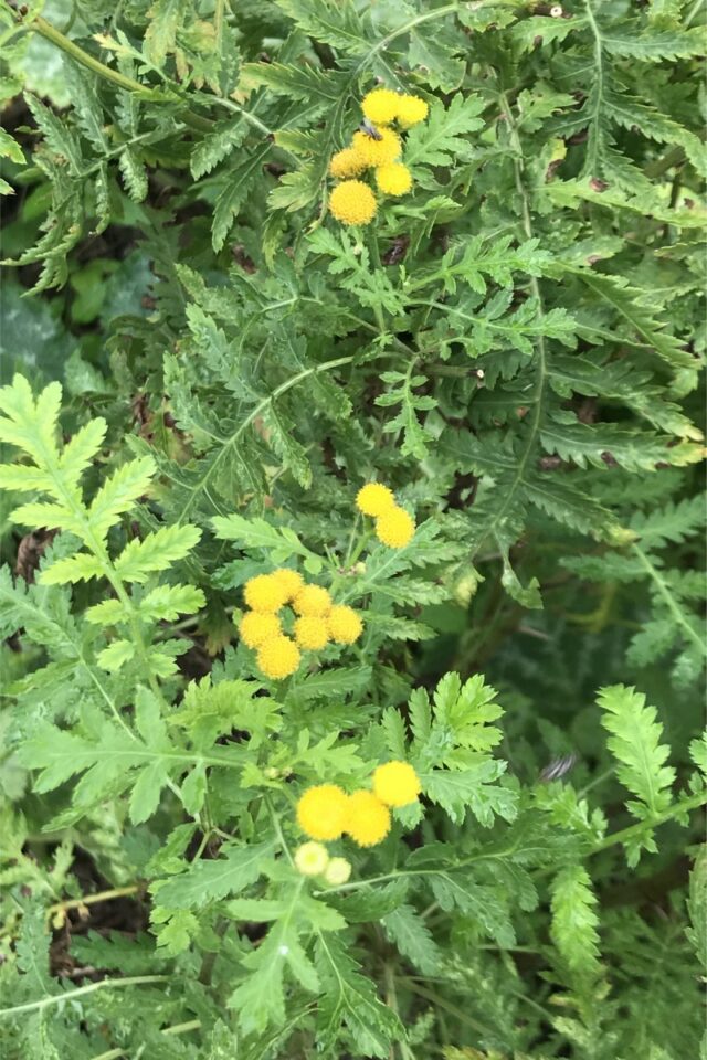 Why Gardeners Get Companion Planting Wrong & How to Get It Right