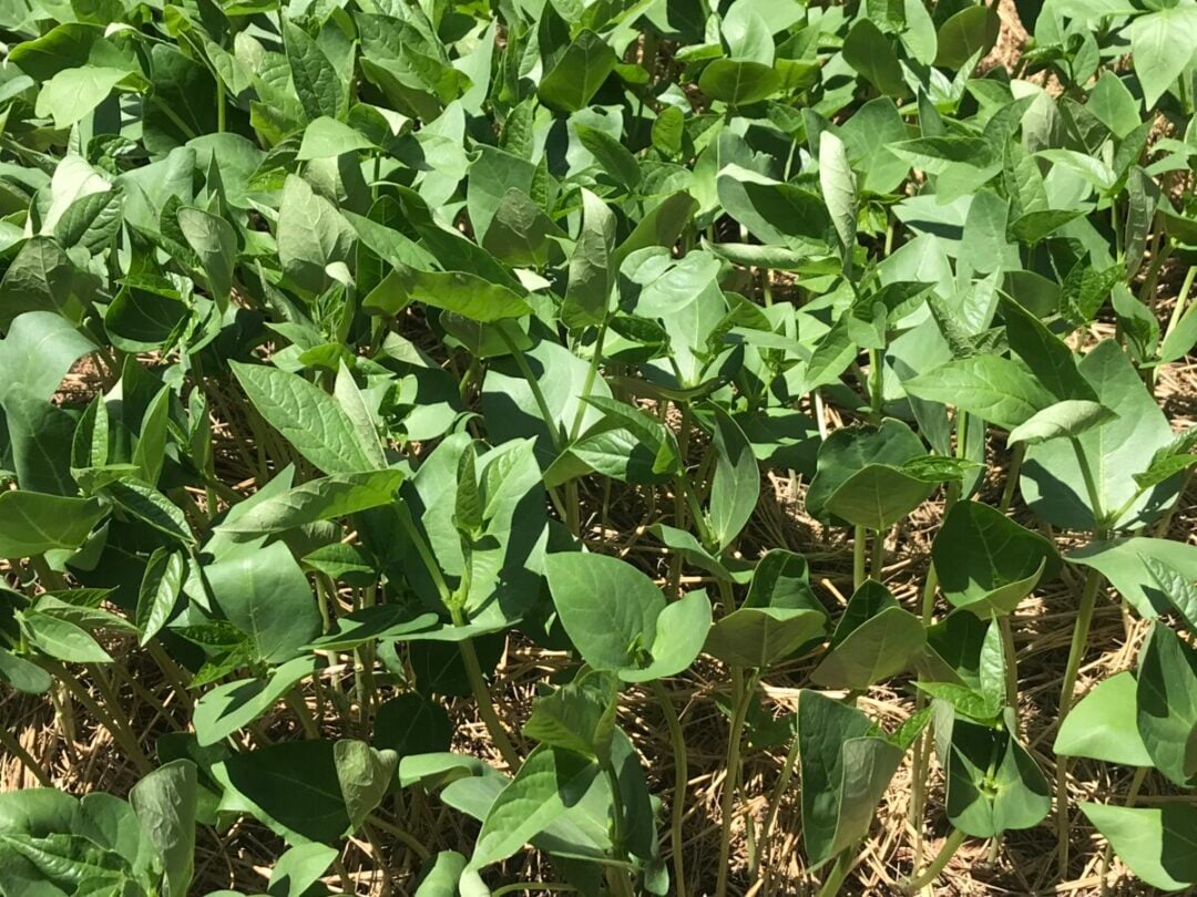 The Myth Behind Using Beans to Fix Nitrogen in the Soil