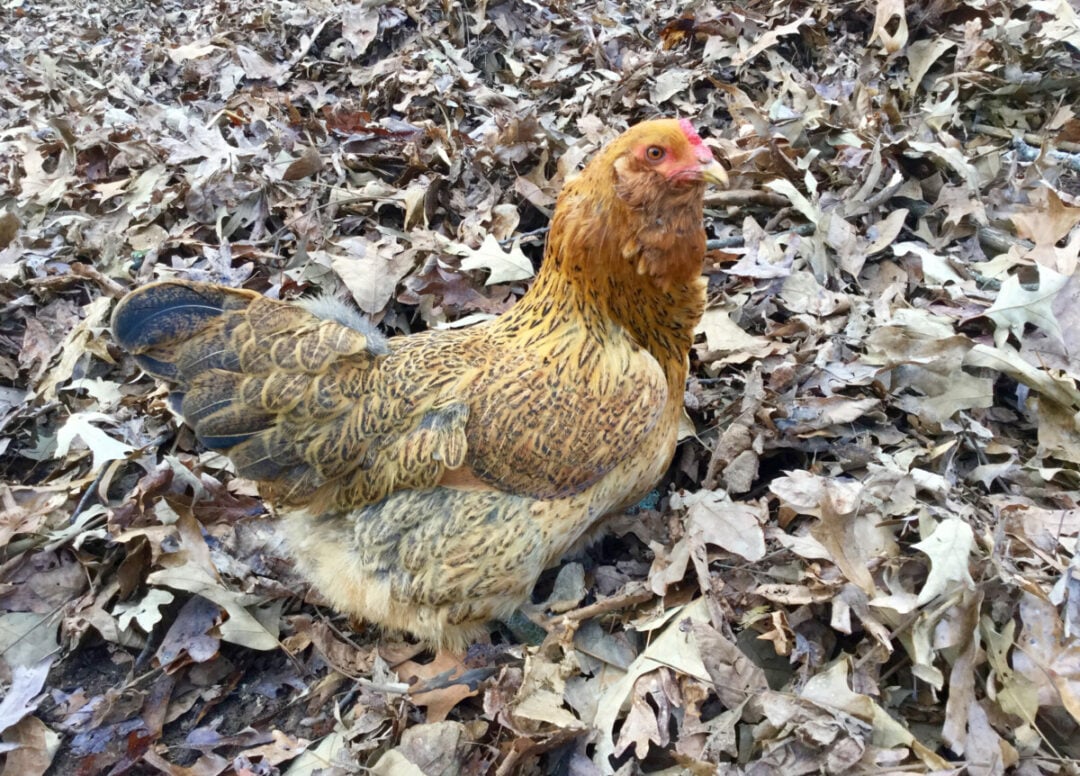 The Best Beginner Chicken Breeds 4 To Avoid Entirely