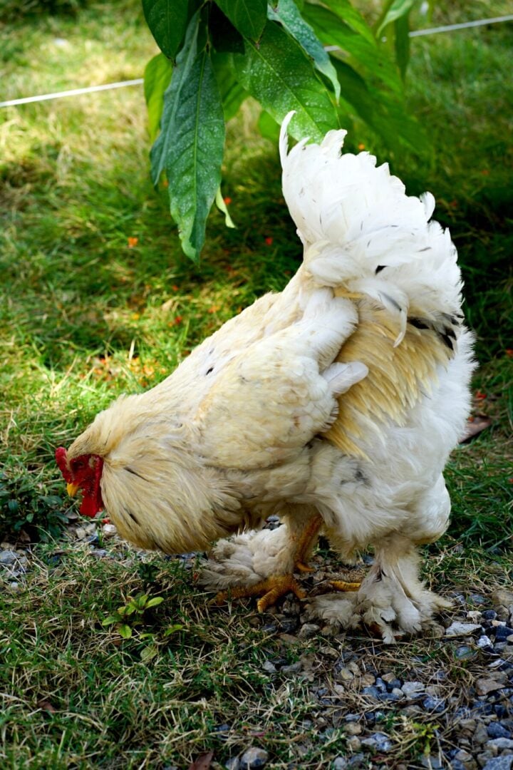 The Best Beginner Chicken Breeds & 4 to Avoid Entirely