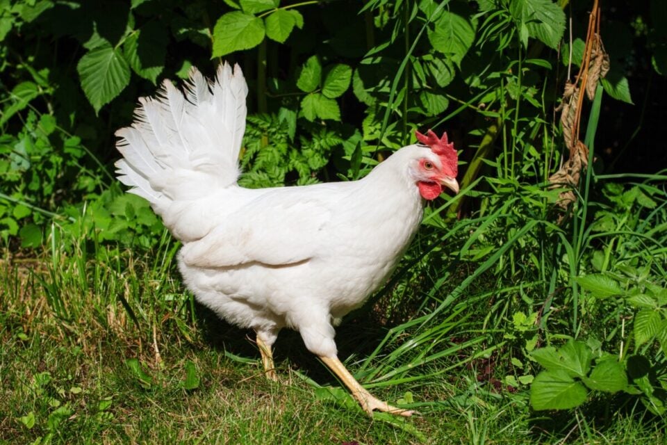 The Best Beginner Chicken Breeds & 4 to Avoid Entirely