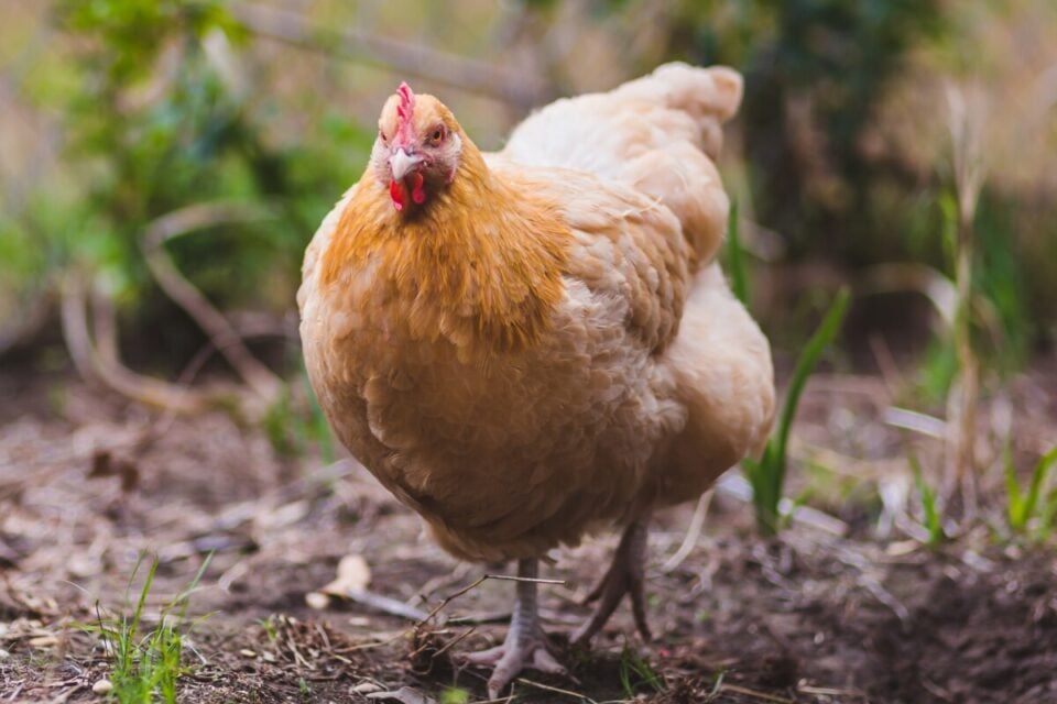 The Best Beginner Chicken Breeds 4 To Avoid Entirely