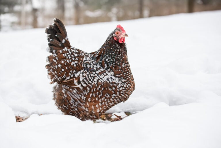 The Best Beginner Chicken Breeds & 4 to Avoid Entirely