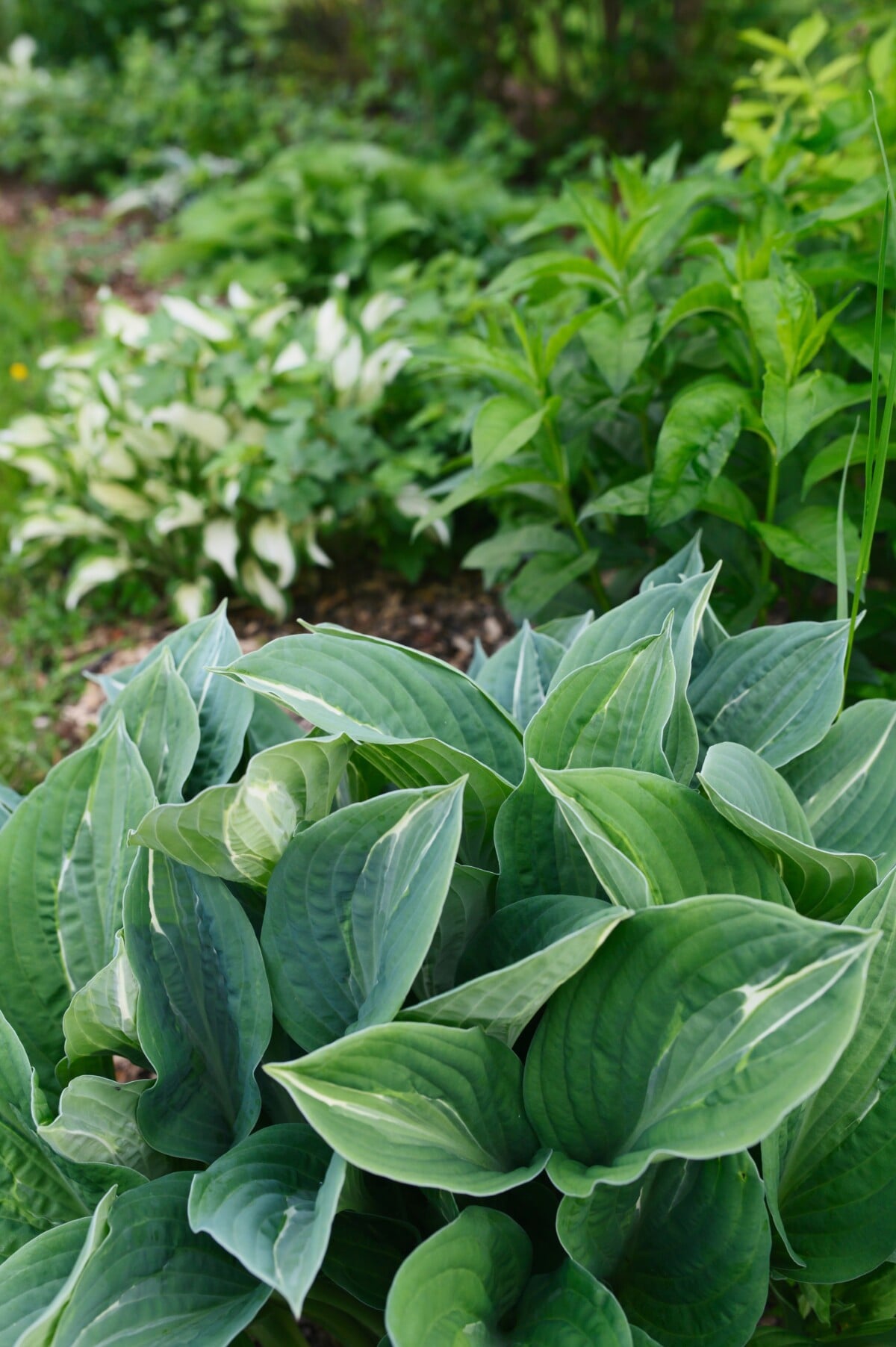 How to Eat Hosta Shoots in Spring (Without Sacrificing Summer Foliage)