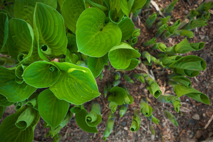 How to Eat Hosta Shoots in Spring (Without Sacrificing Summer Foliage)