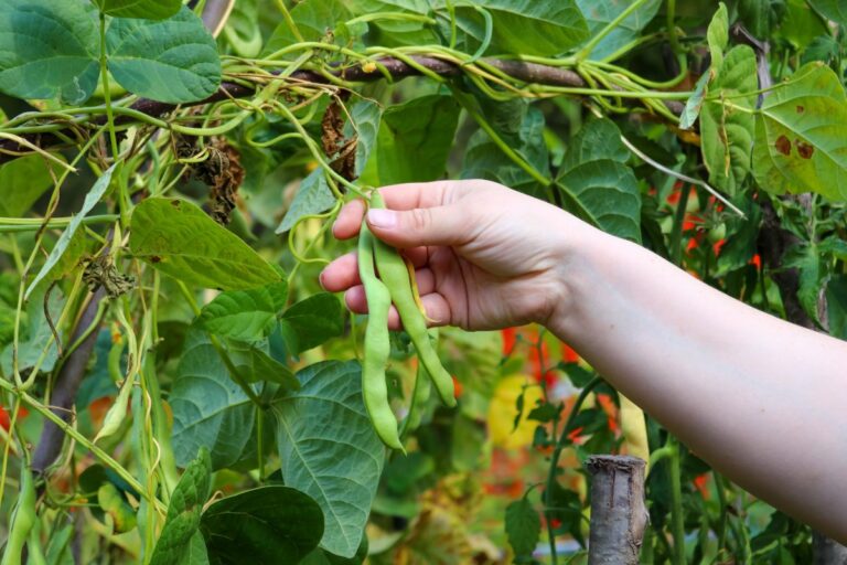 The Myth Behind Using Beans to Fix Nitrogen in the Soil