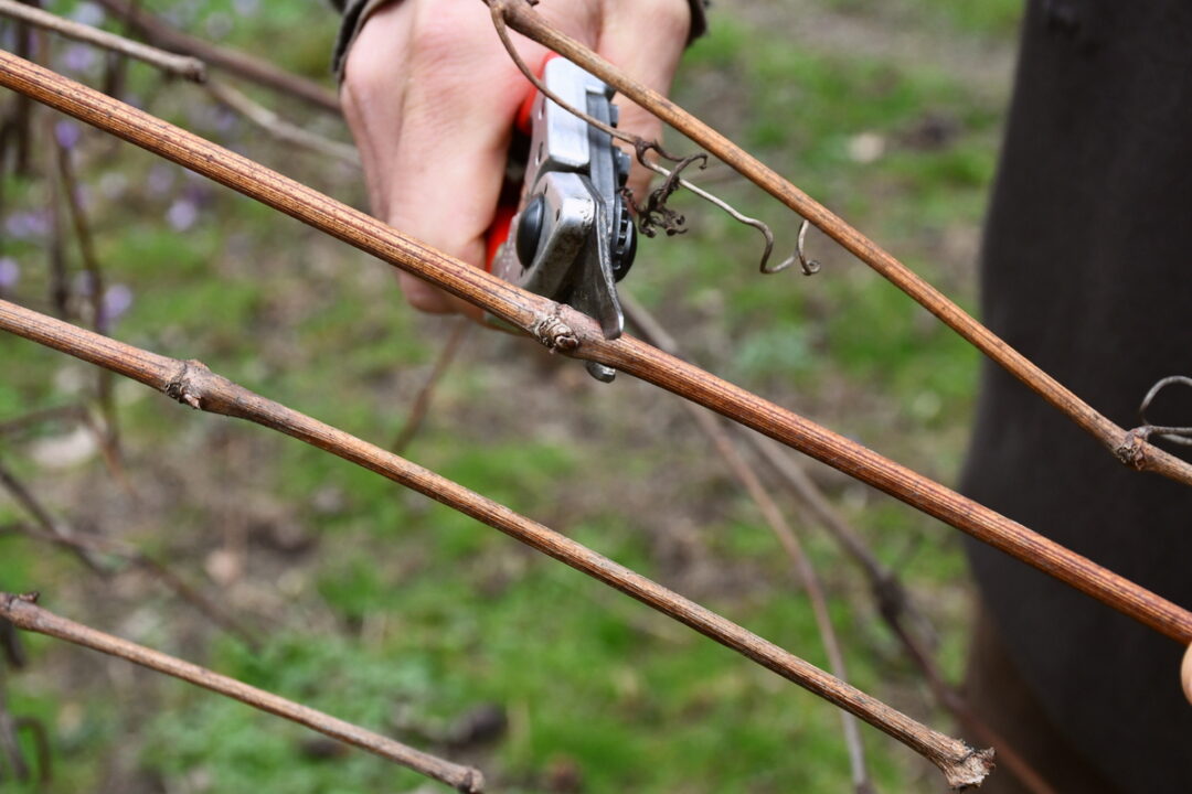 Pruning Grapevines In Spring & 5 More Vital Spring Jobs