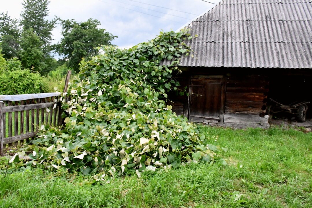 Pruning Grapevines In Spring & 5 More Vital Spring Jobs