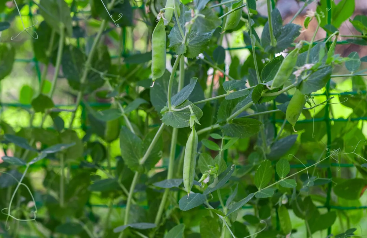 13 Vegetables to Plant Outside in March