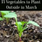 13 Vegetables to Plant Outside in March