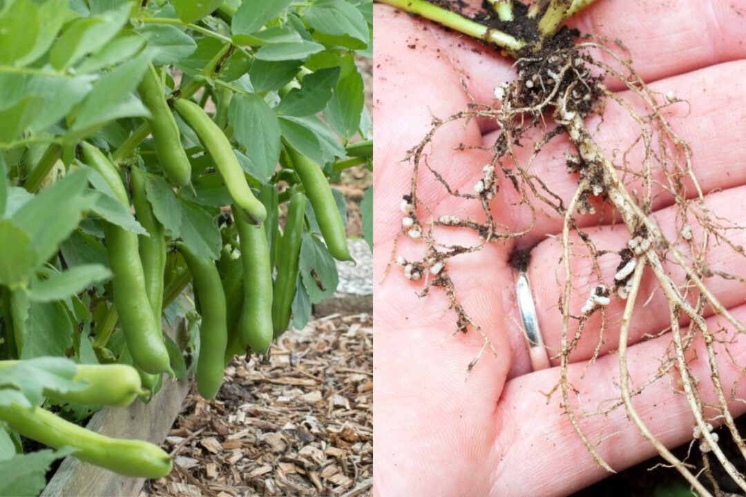 The Myth Behind Using Beans to Fix Nitrogen in the Soil