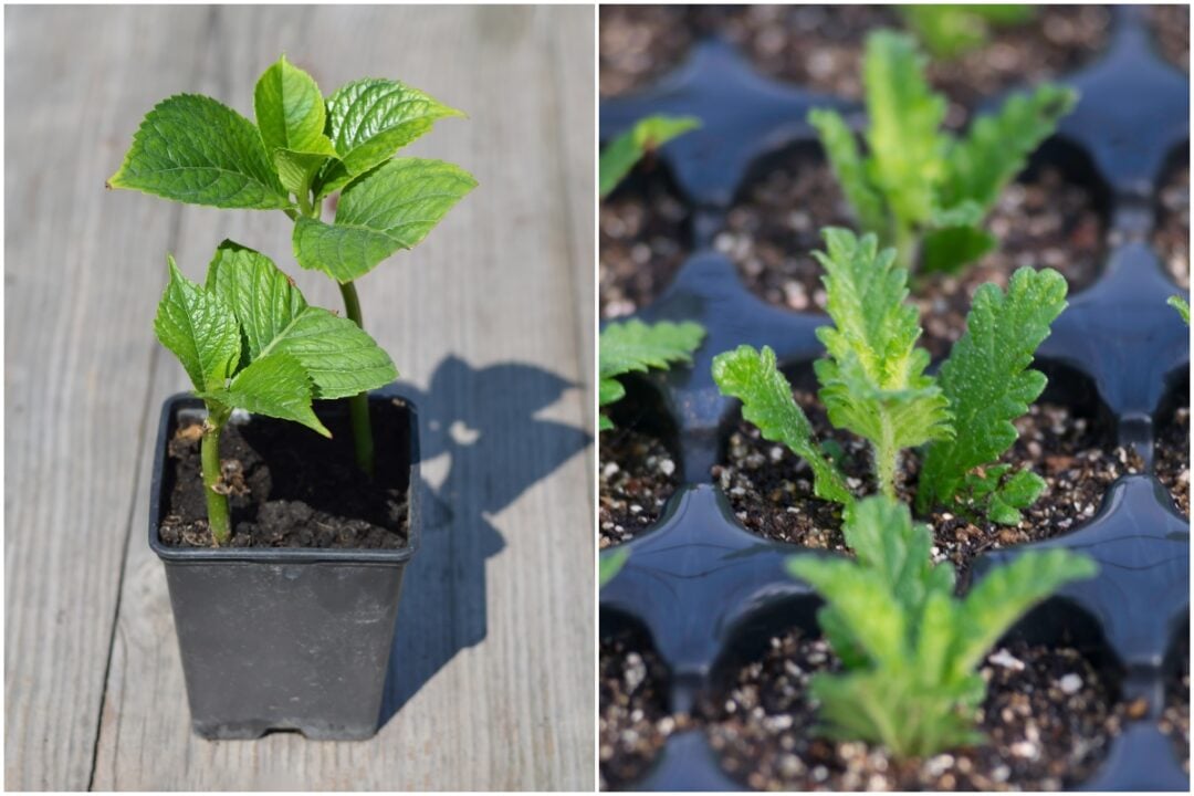 30 Plants You Can Grow for Free With Cuttings