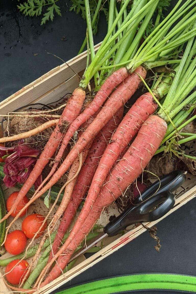 15 Vegetables That Will Grow in a Shady Garden