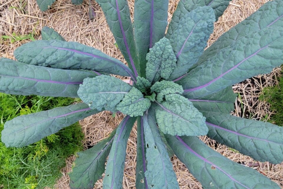 21 Vegetables to Plant in September