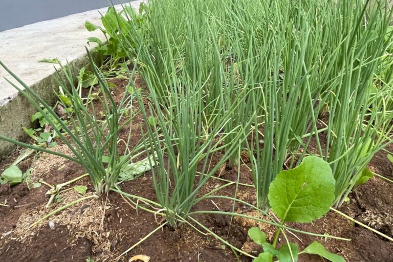 15 Vegetables That Will Grow in a Shady Garden
