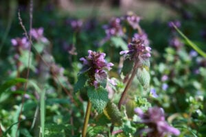Foraging Purple Dead Nettle In Spring & Ways To Use It