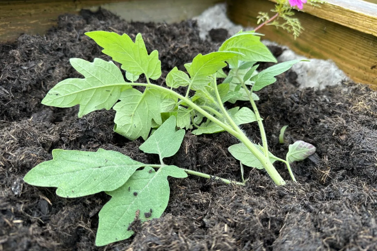 Planting Tomatoes Sideways vs. Deeply – Which is Best?