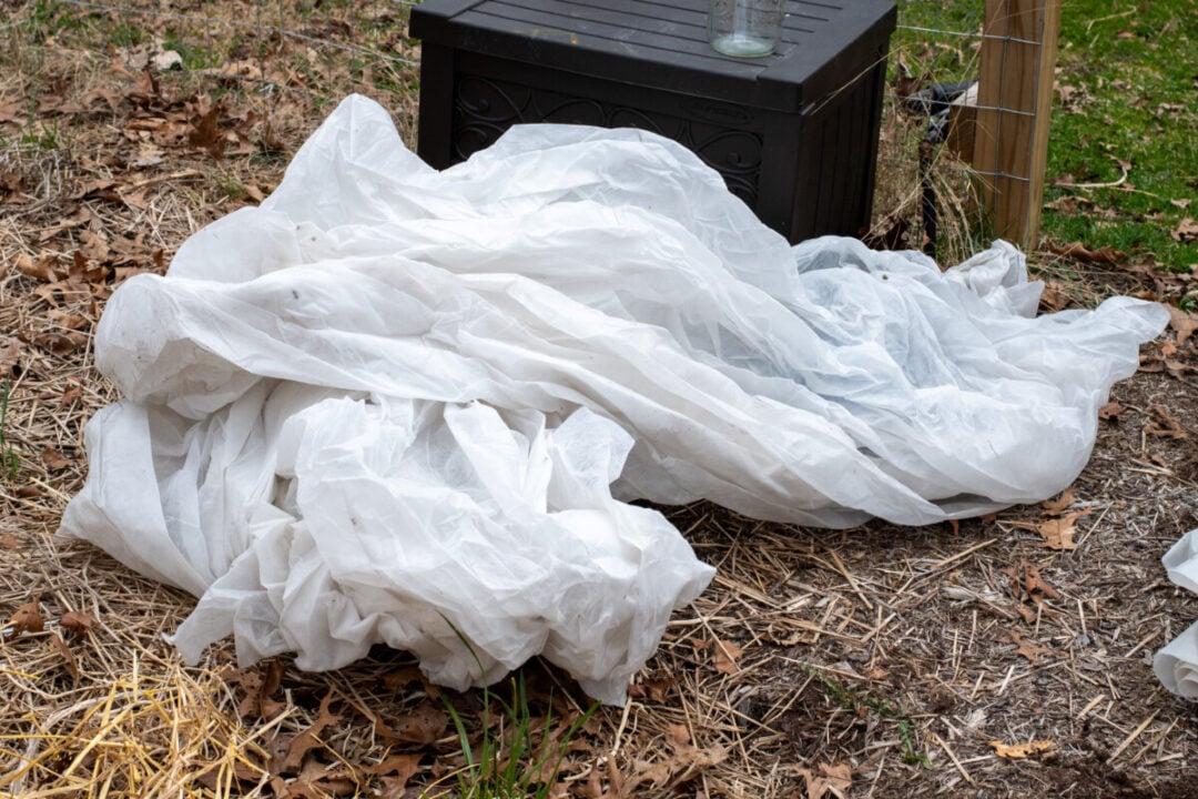 How To Protect Newly Planted Seedlings from Spring Frosts