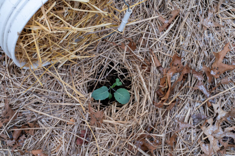 How To Protect Newly Planted Seedlings from Spring Frosts