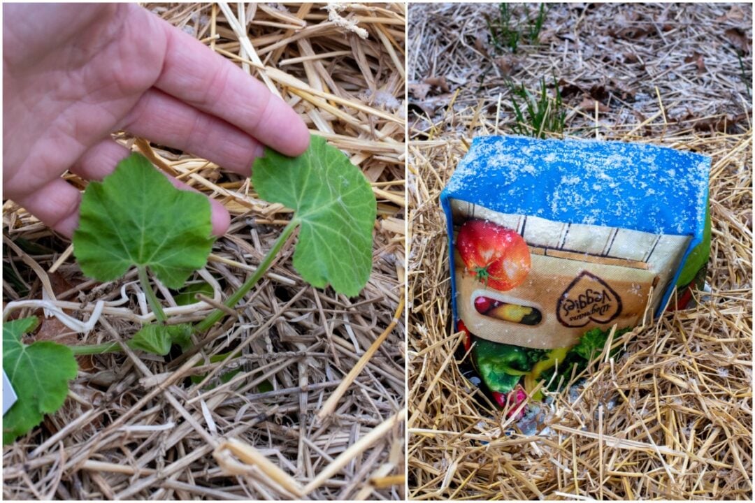How To Protect Newly Planted Seedlings from Spring Frosts