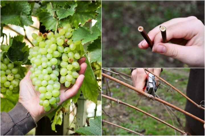 Pruning Grapevines In Spring & 5 More Vital Spring Jobs