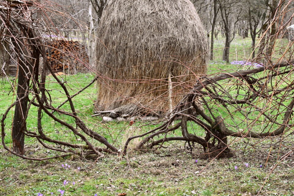 Pruning Grapevines In Spring & 5 More Vital Spring Jobs