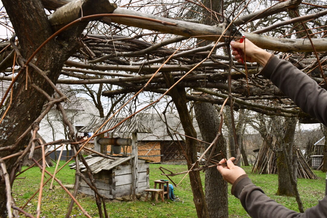 Pruning Grapevines In Spring & 5 More Vital Spring Jobs