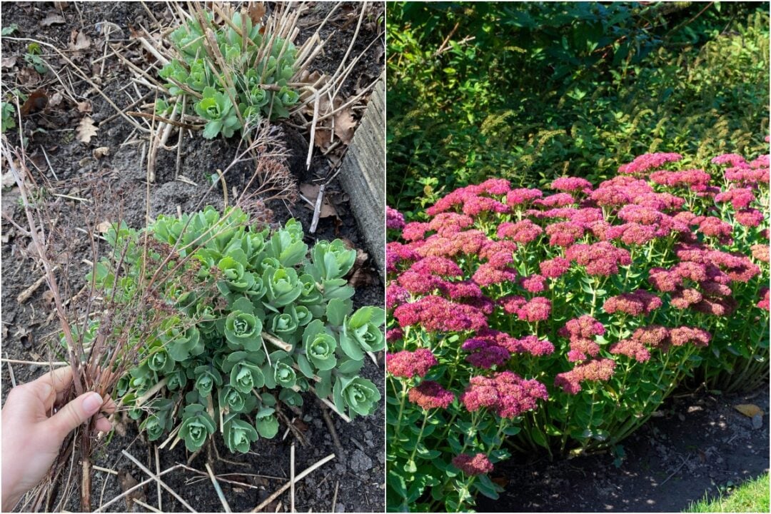 10 Perennials That Need Early Spring Pruning For Stunning Summer Blooms