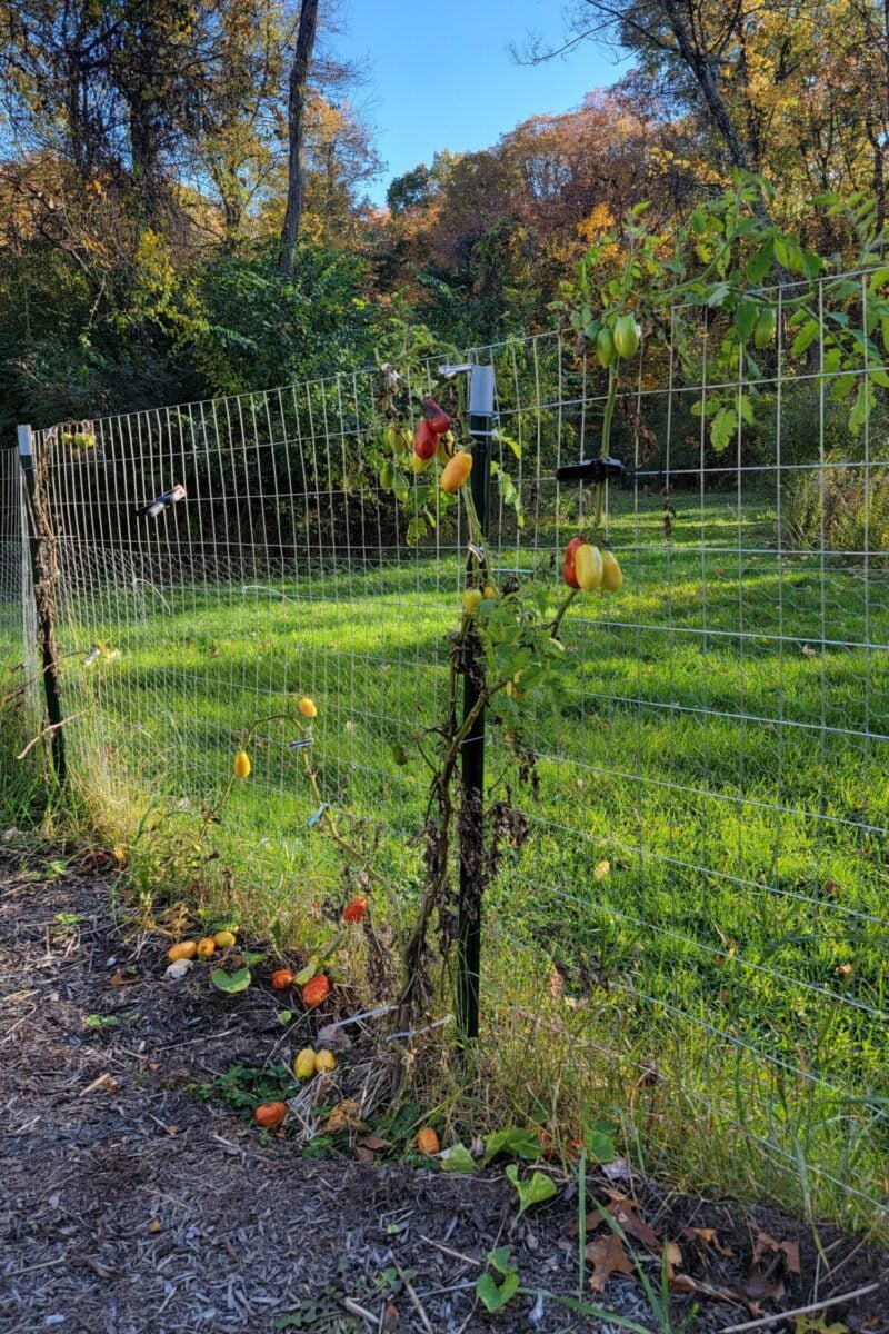 7 Sneaky Tomato Planting Mistakes To Avoid This Spring