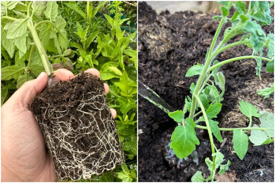 7 Sneaky Tomato Planting Mistakes To Avoid This Spring