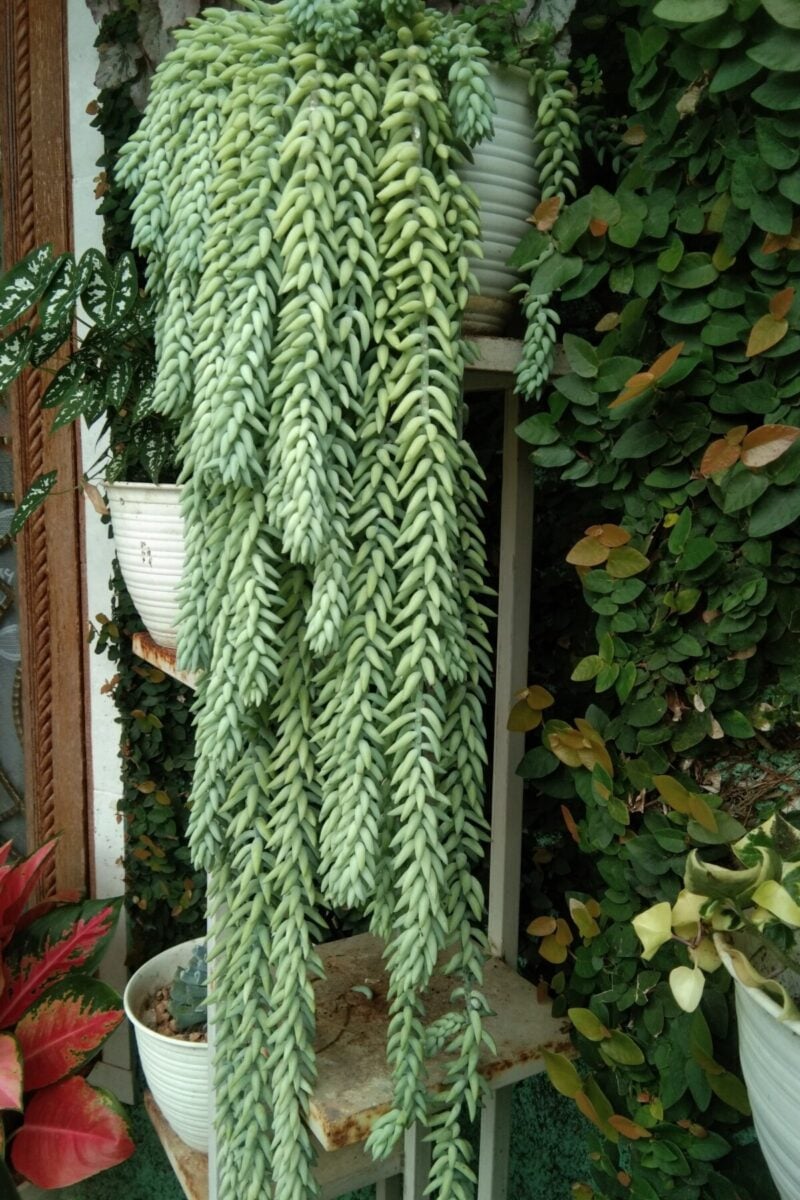 10 Best Trailing Houseplants for Hanging Displays