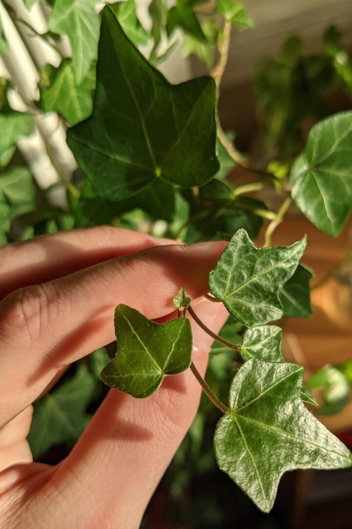 10 Best Trailing Houseplants for Hanging Displays