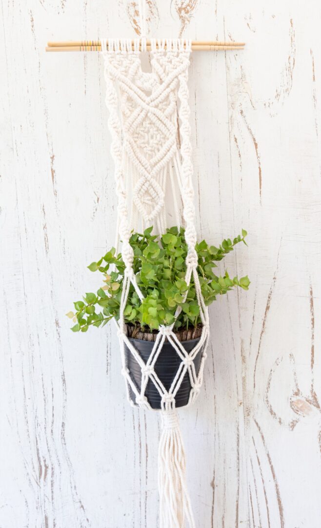 10 Best Trailing Houseplants for Hanging Displays