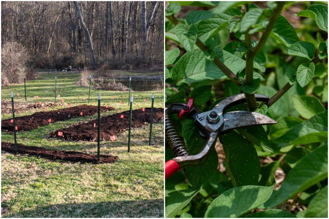 29 Common Vegetable Gardening Mistakes I See All the Time