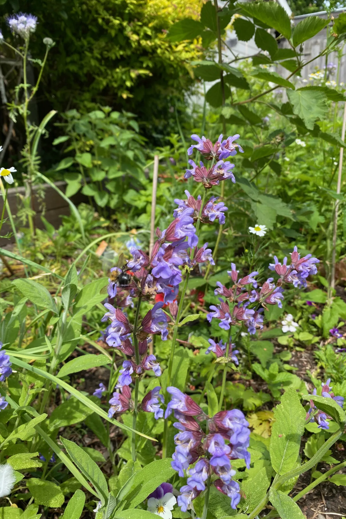 Edimentals - Why You Need to Grow Them and 80 to Try