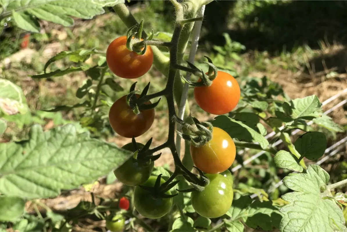 Wild Everglades Tomatoes - The Tiny Tomato that Keeps Producing During ...