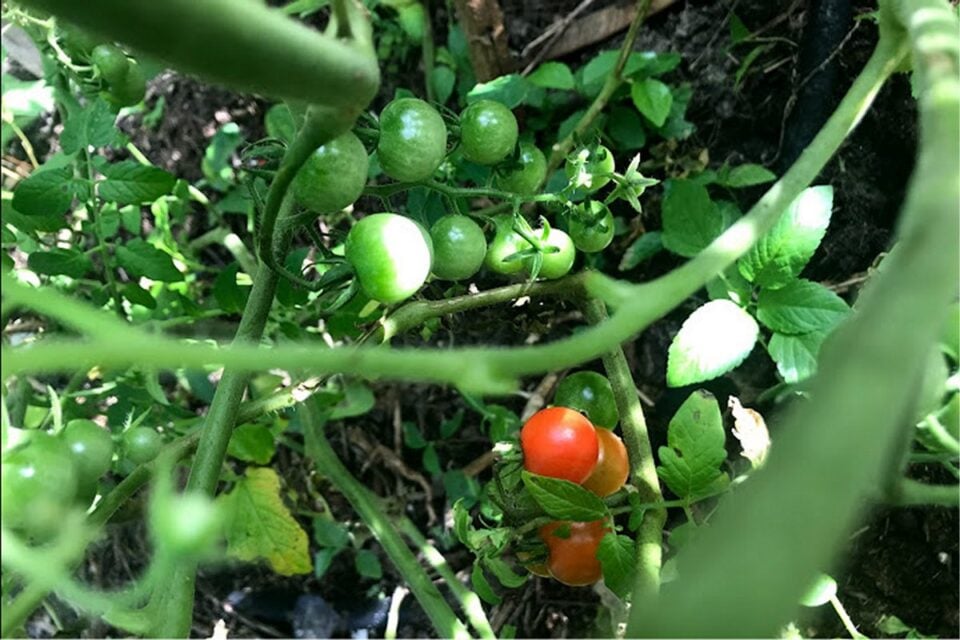 Wild Everglades Tomatoes - The Tiny Tomato that Keeps Producing During ...