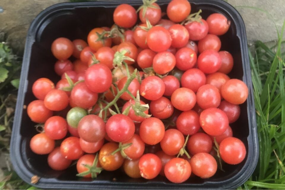 Wild Everglades Tomatoes - The Tiny Tomato that Keeps Producing During ...