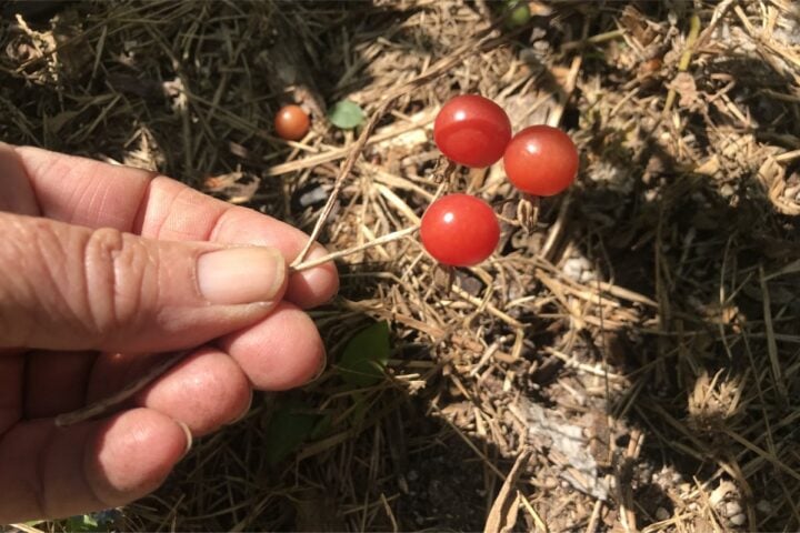 Wild Everglades Tomatoes - The Tiny Tomato that Keeps Producing During ...